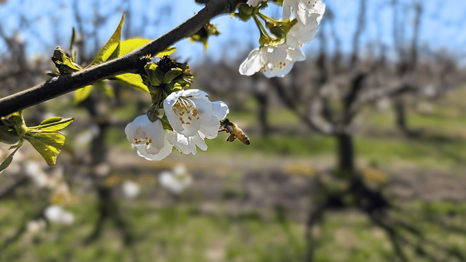Chinchiolo Farming | Farm-Fresh Cherries, Walnuts, Honey & Eggs ...