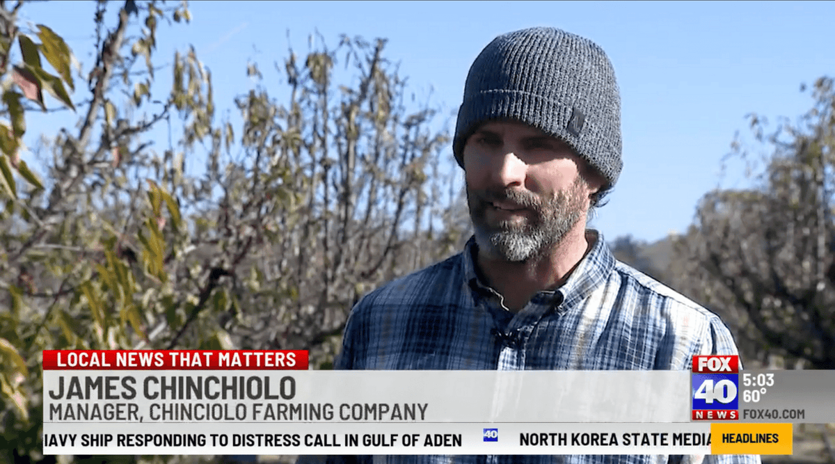Chinchiolo Farming Co., Inc. – Orchard-to-Doorstep Cherries & Walnuts