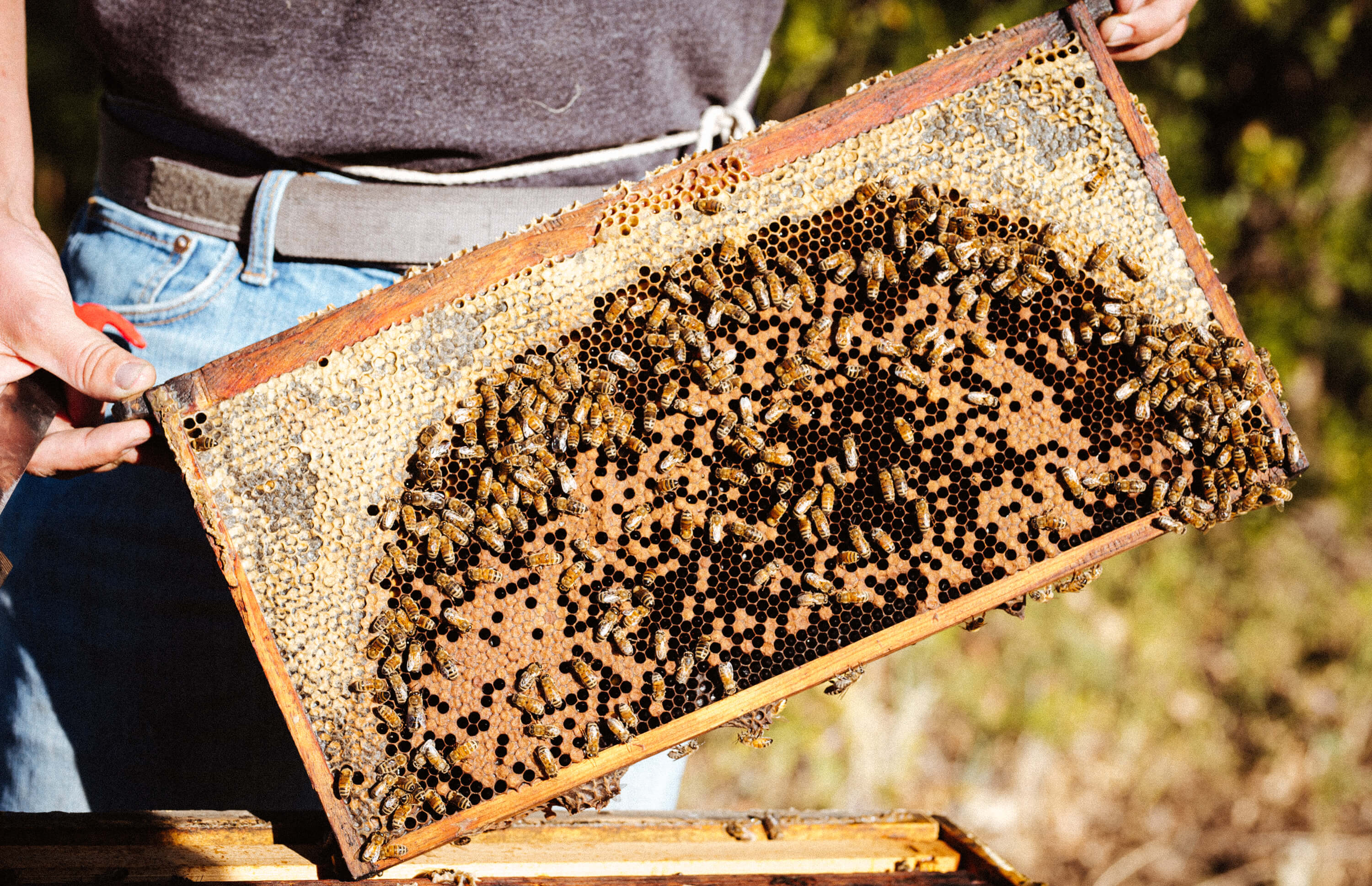 Blooms Gourmet Honey – Chinchiolo Farming Co. Inc.