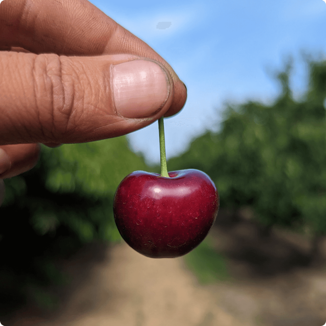 Buy Coral Champagne Cherries | Freshly Picked | Blooms Cherries ...