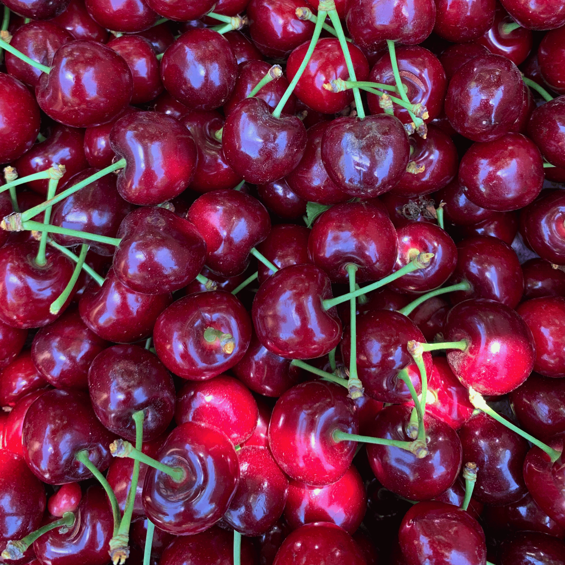 Juicy Organic Bing Cherries | Blooms Cherries | Order Online ...