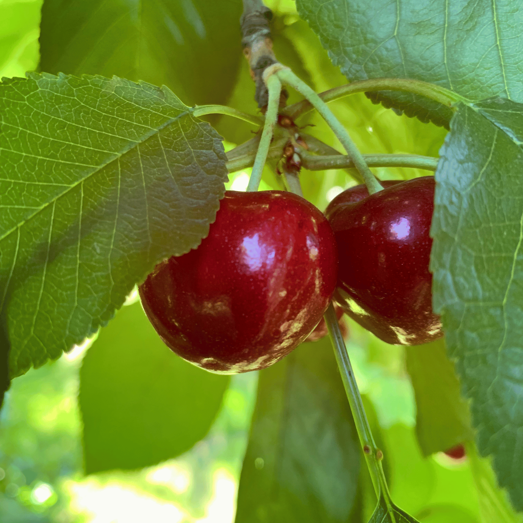 Juicy Organic Bing Cherries | Blooms Cherries | Order Online ...