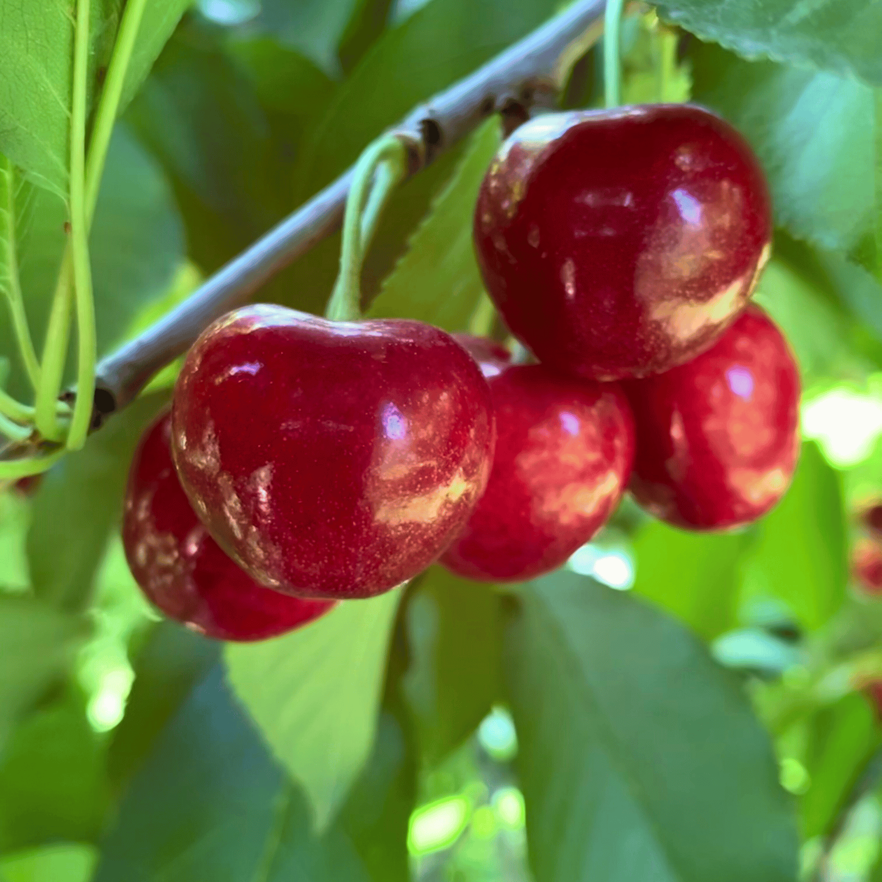 Juicy Organic Bing Cherries | Blooms Cherries | Order Online