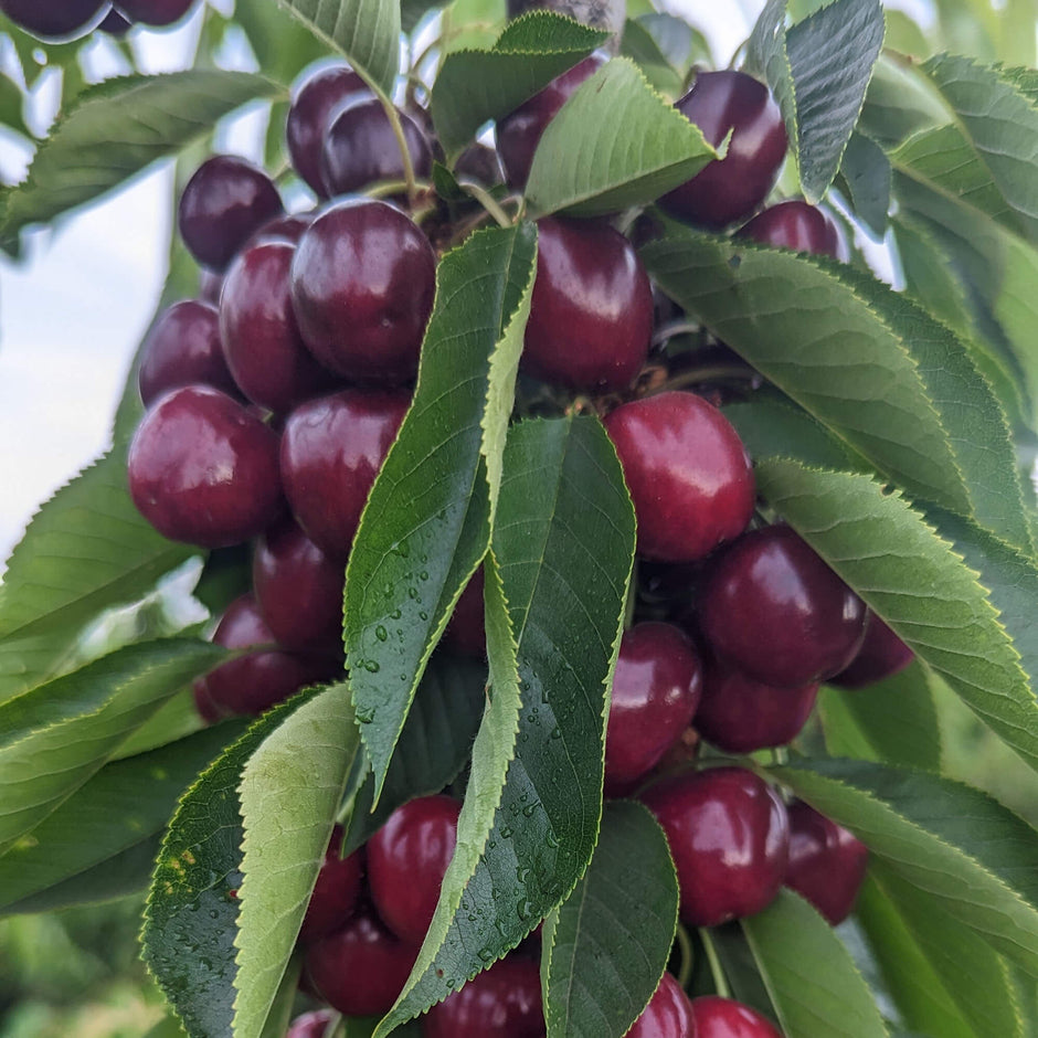 Dark & Sweet Farmers Choice | Order Online | Blooms Cherries ...