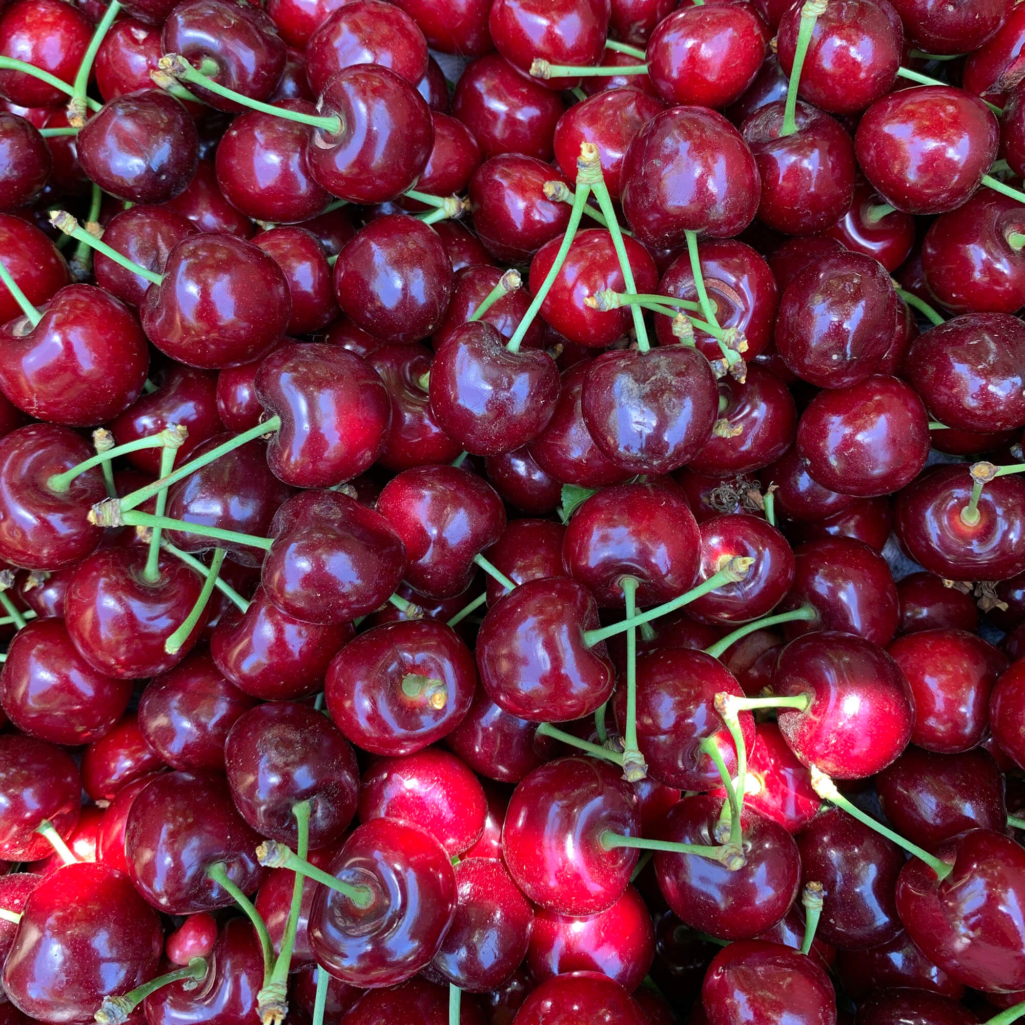 Juicy Bing Cherries For Sale | Blooms Cherries | Order Online ...