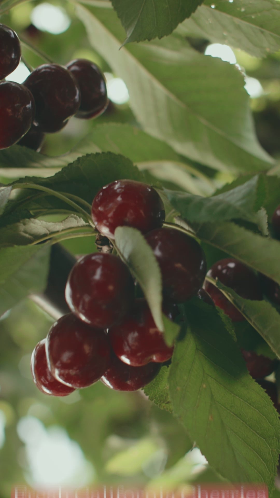 Juicy Organic Bing Cherries | Blooms Cherries | Order Online